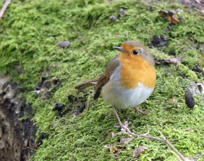 Robin Looking Down on Branch in Sunlight Stock Photo - Image of perched ...