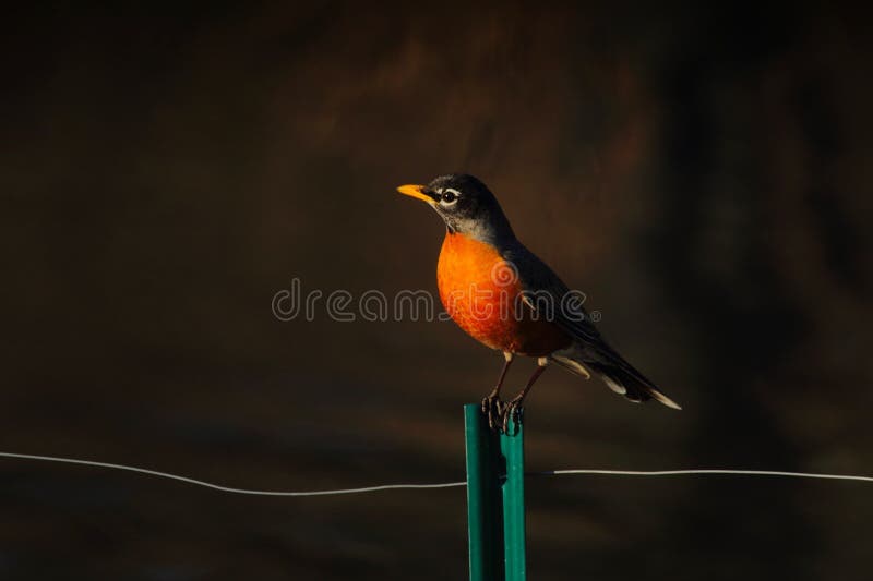 Robin Perched Op Omheining Picture. Image: 90357684