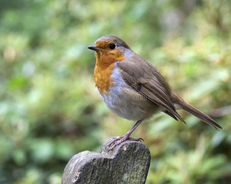 Robin Perched on a Park Bench Stock Photo - Image of park, bird: 28088972