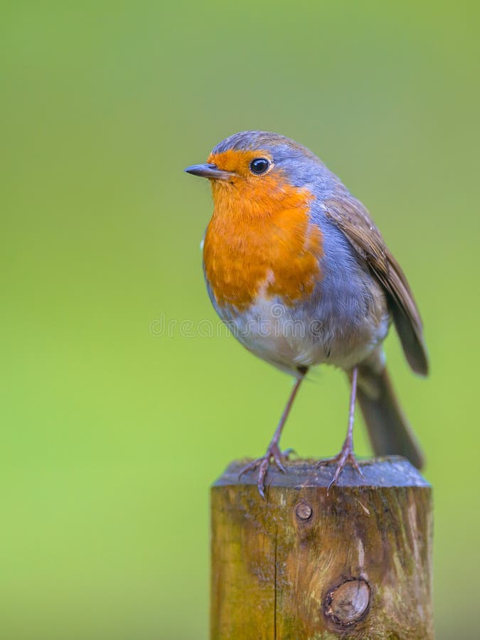 Robin perched on a pole stock photo. Image of european - 89939210