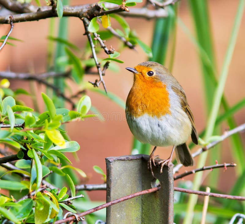Robin. stock photo. Image of robins, flowers, bird, nature - 18862410
