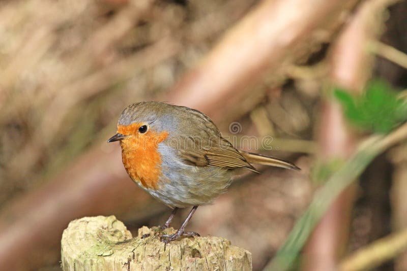 Robin perched on a post stock image. Image of breast - 175961581
