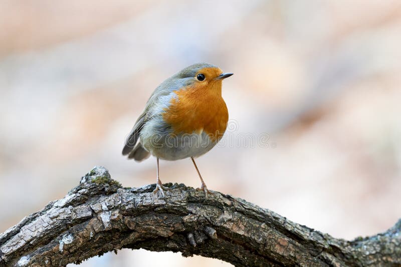 Robin perched on a tree stock photo. Image of tree, white - 79568048