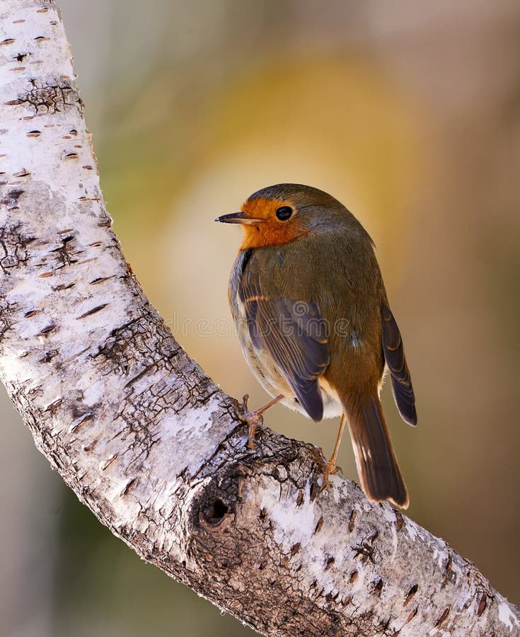 Robin perched on a tree stock image. Image of perched - 67070271