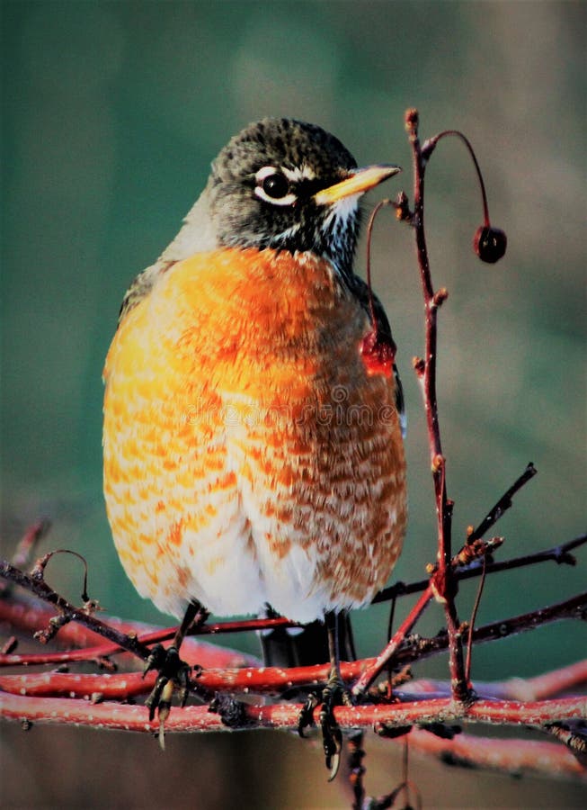 Robin Perched on Tree Limb stock image. Image of utah - 89659751