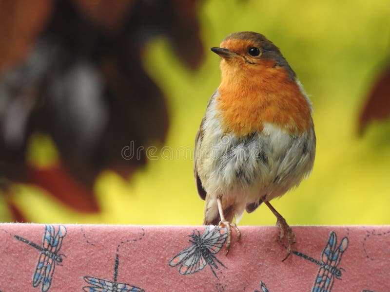 A Robin Perched on a Washing Line Stock Image - Image of laundry, cute ...