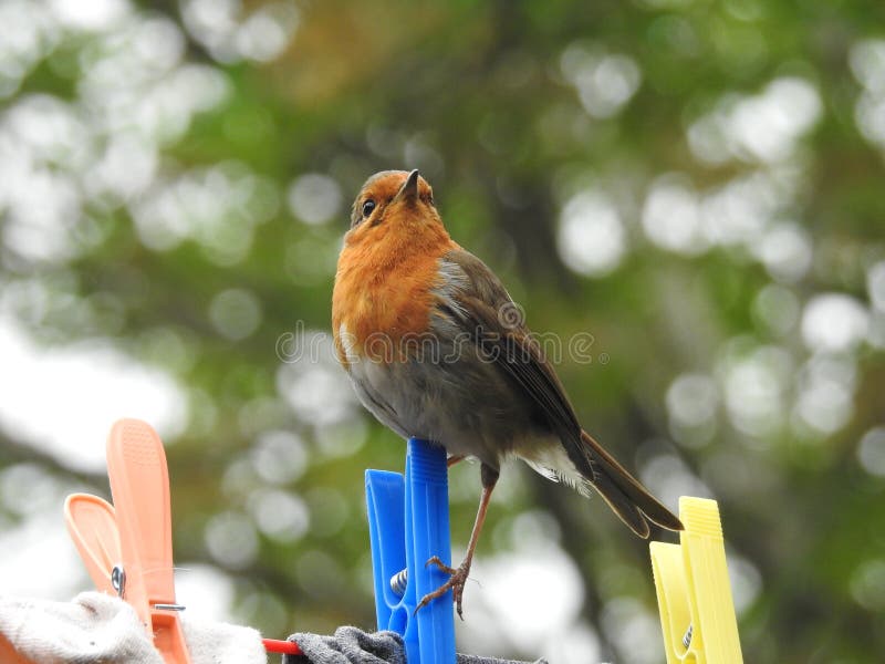 A Robin Perched on a Washing Line Stock Image - Image of nature, birds ...