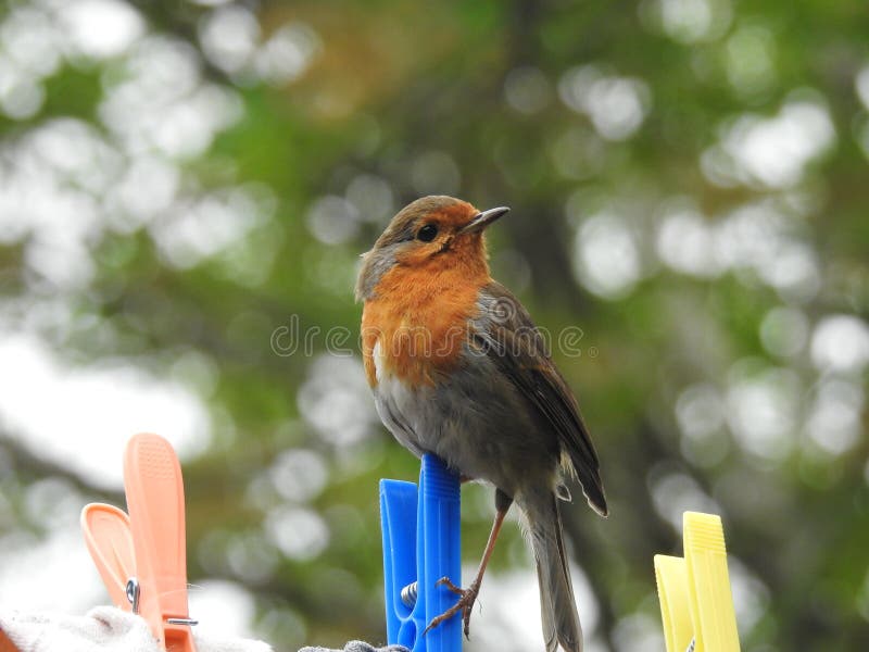 A Robin Perched on a Washing Line Stock Photo - Image of birds, washing ...