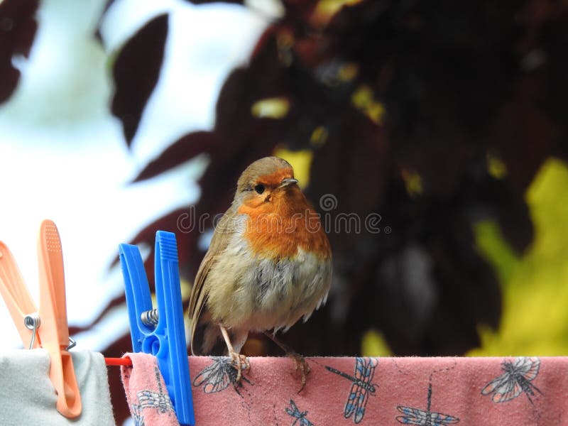 A Robin Perched on a Washing Line Stock Photo - Image of pegs, bird ...