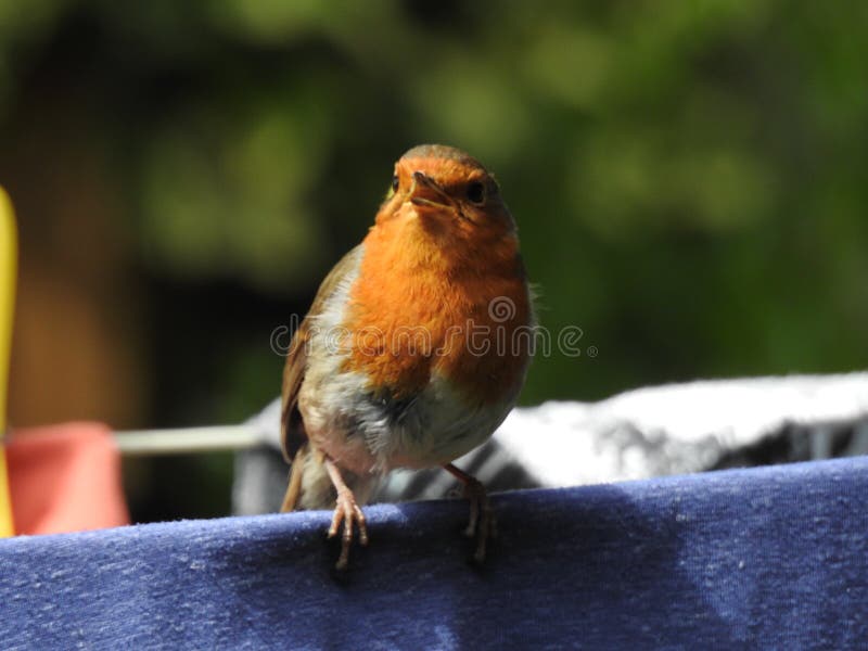 A Robin Perched on a Washing Line Stock Image - Image of bird, laundry ...