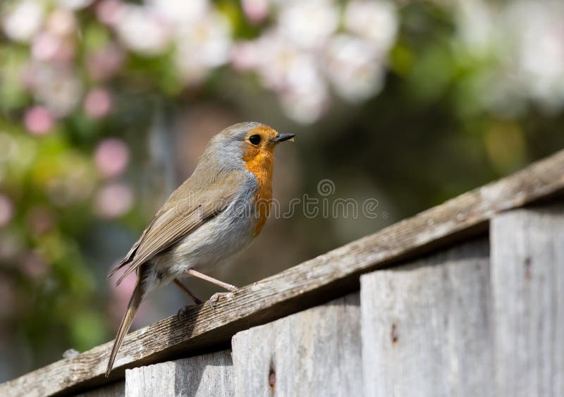 Robin Perched on Wooden Fence Stock Photo - Image of outdoors, spring ...