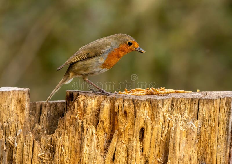 Robin Perched on a Wooden Post Stock Photo - Image of fauna, bird ...