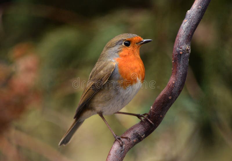 Robin Perching on Branch with Nature Blur Background Stock Photo ...
