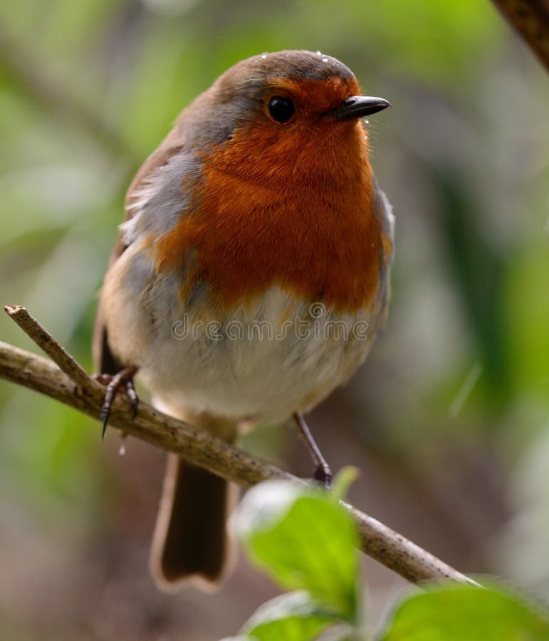 Robin Perching on a Branch in the Rain Stock Photo - Image of green ...