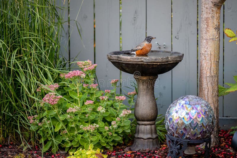 Robin Perching on Garden Fountain Stock Photo - Image of migratorius ...