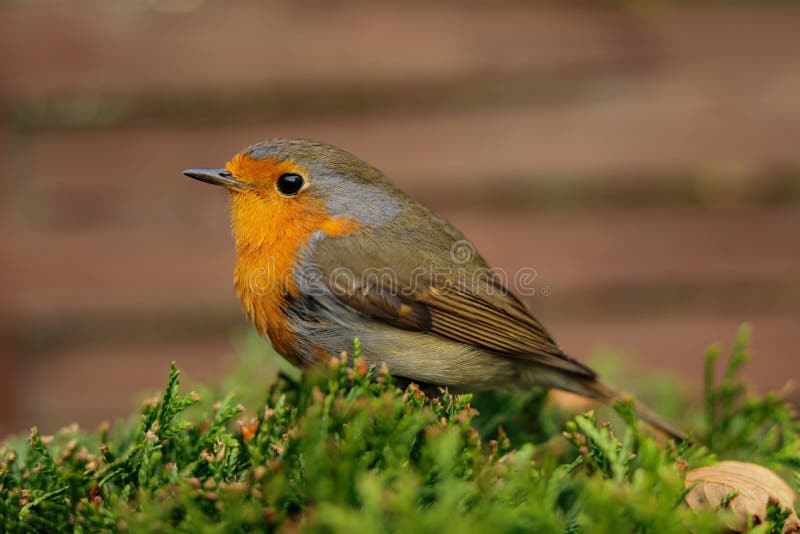 Robin perching on grass stock image. Image of wild, robin - 268088939