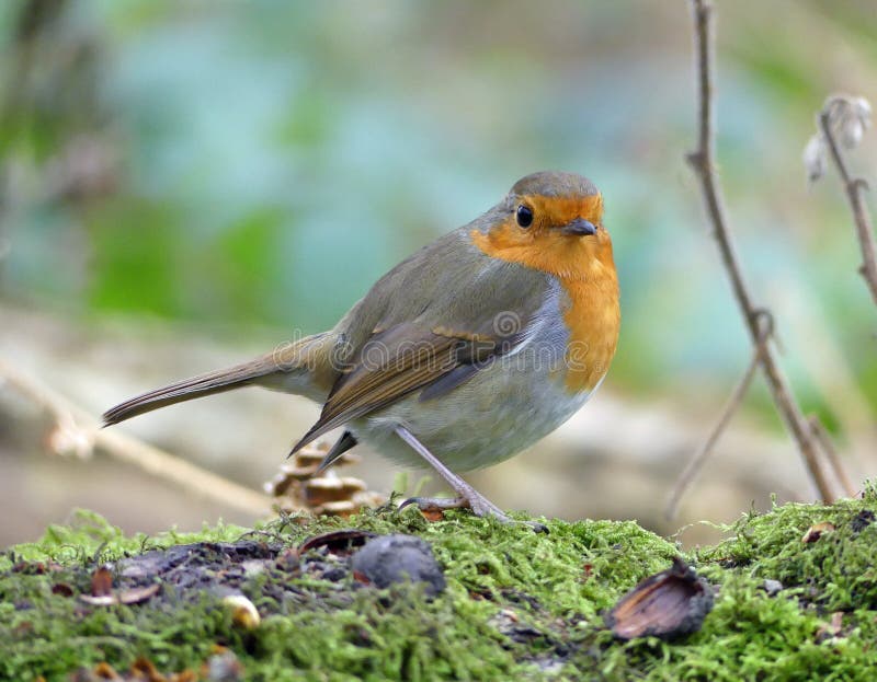 Robin Looking Down on Branch in Sunlight Stock Photo - Image of perched ...