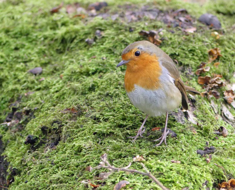 Robin Looking Down on Branch in Sunlight Stock Photo - Image of perched ...
