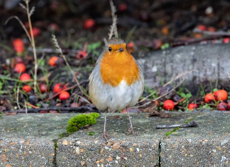 Robin Perching on Tree Branch Stock Photo - Image of fauna, tree: 268912986