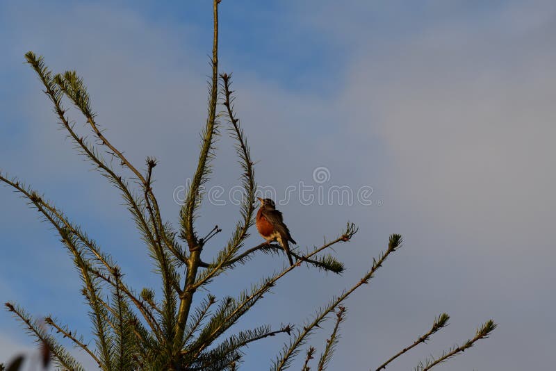 Robin in a Pine Tree stock image. Image of robin, orange - 92151481