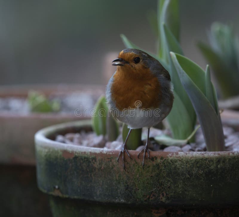Robin on a Plant Pot in the Garden Stock Photo - Image of branch ...