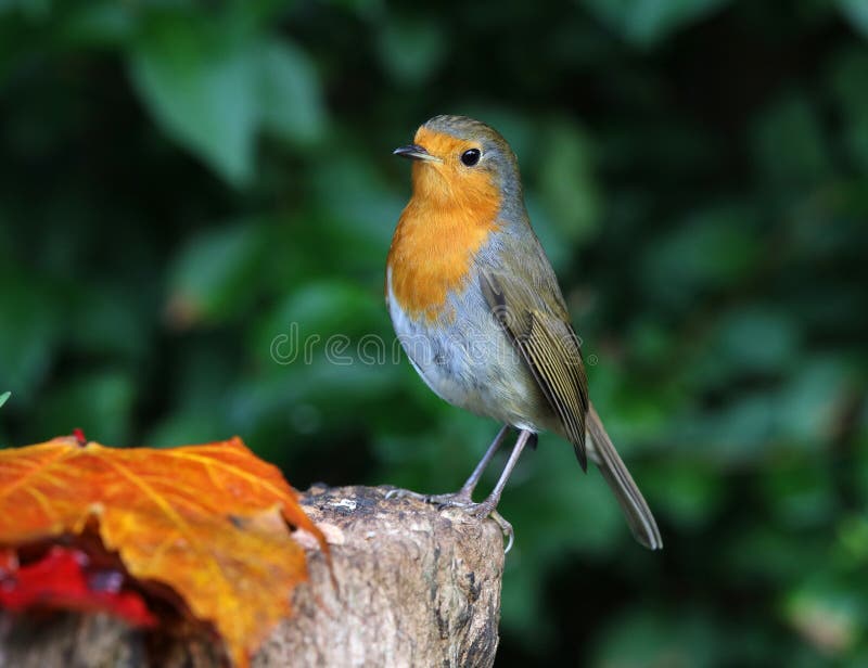 Robin stock photo. Image of stump, animal, beak, bird - 61810818