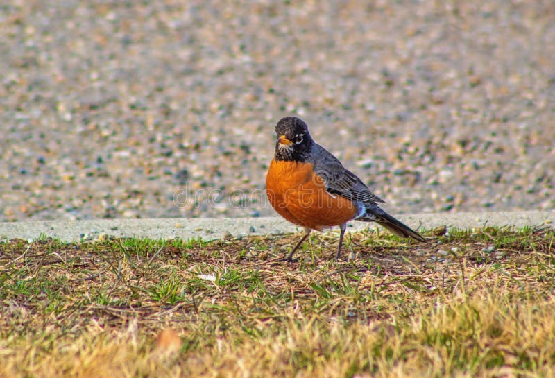 Robin Posing on the Grass stock photo. Image of face - 181418396