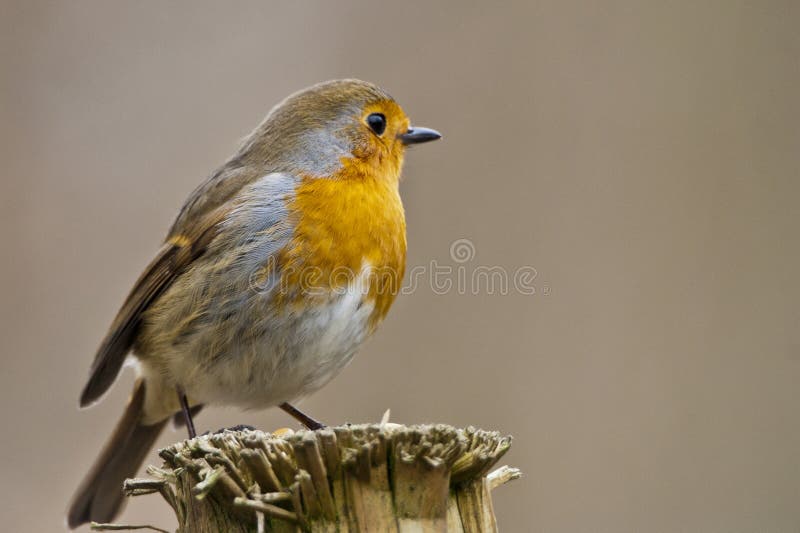 Robin stock image. Image of feather, beattie, nature - 51470937