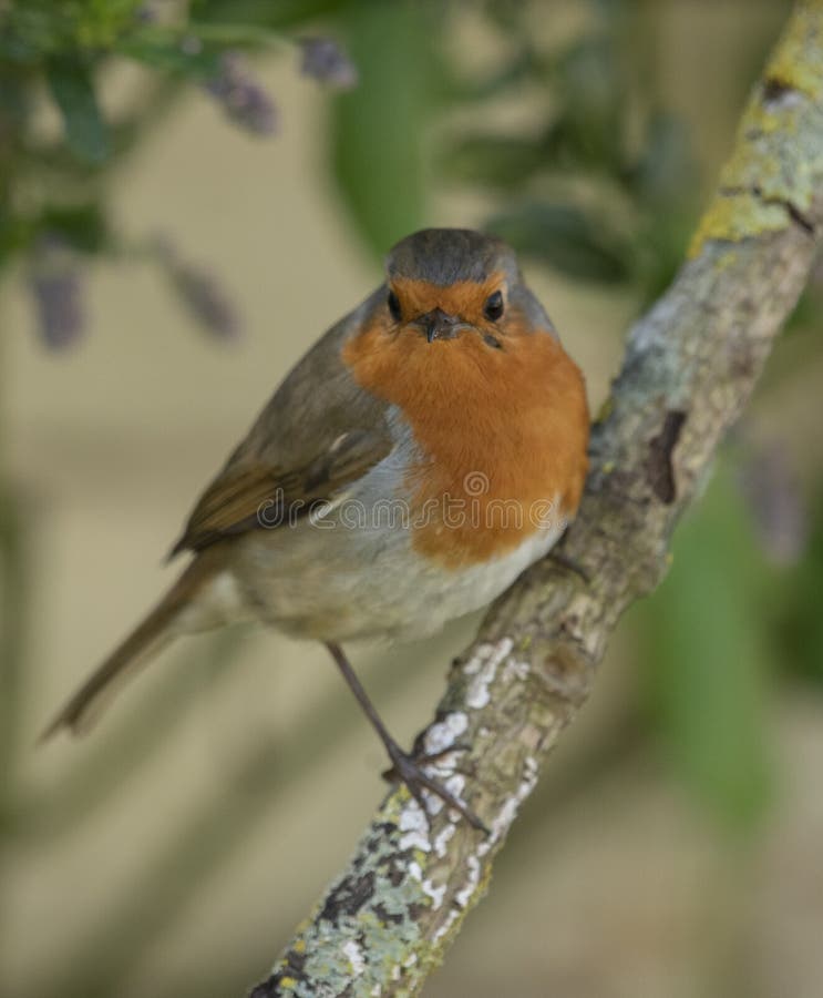 Robin on a post stock photo. Image of bird, erithacus - 203365118