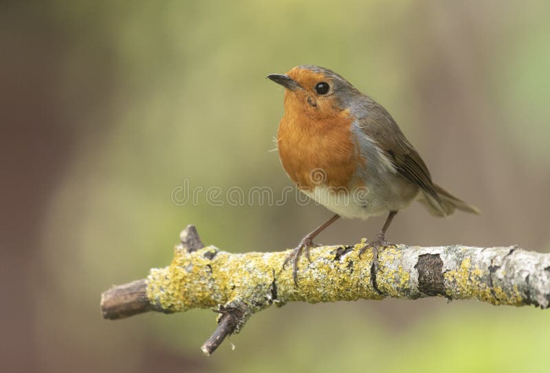 Robin on a post stock image. Image of garden, redbreast - 203361859