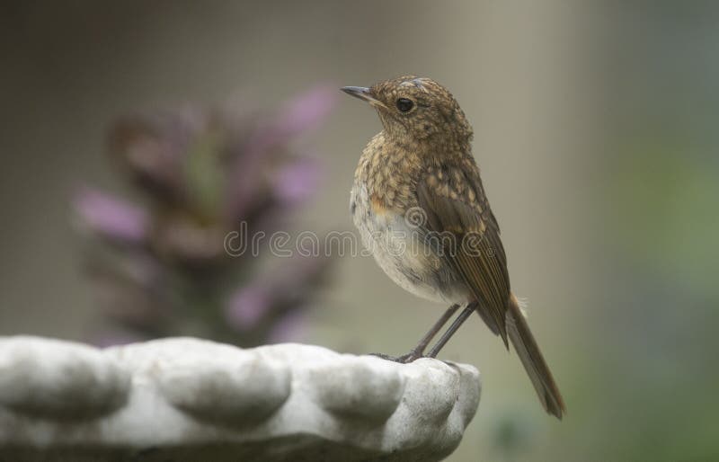 Robin on a post stock photo. Image of garden, bird, juvenile - 203362354