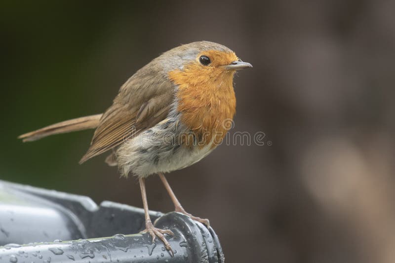 Robin on a post stock photo. Image of blackbird, open - 203361702