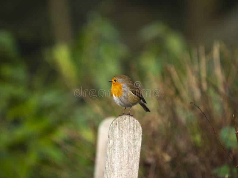 Robin on a post stock photo. Image of spring, wildlife - 122452664
