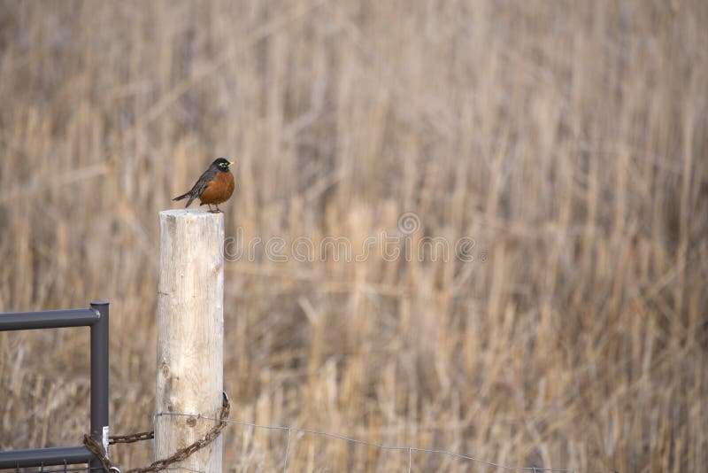 Robin on Post stock photo. Image of chain, birdwatch - 58320968