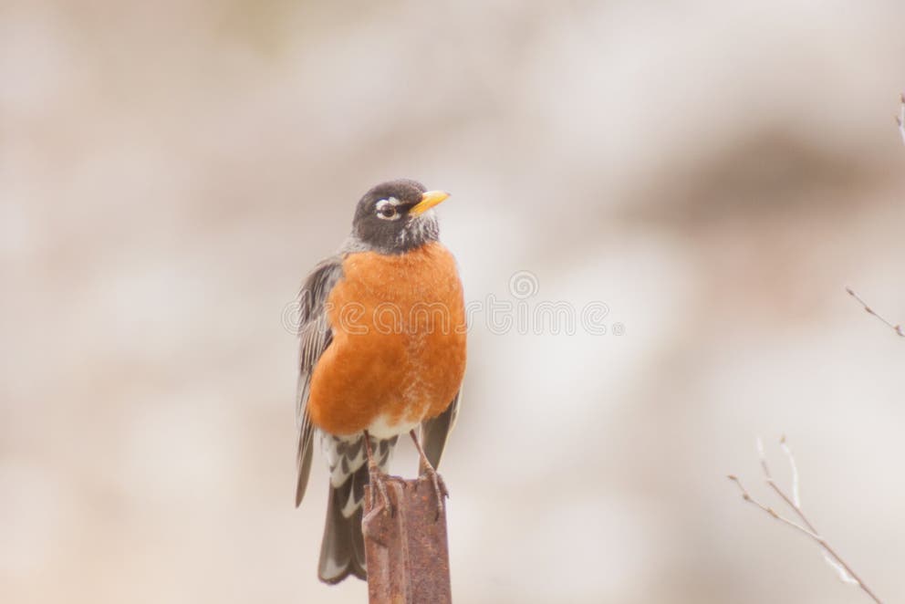 Robin on a Post stock image. Image of bird, beautiful - 102020137