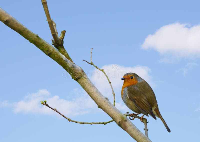 Robin stock photo. Image of bird, cute, curiosity, conservation - 84605622