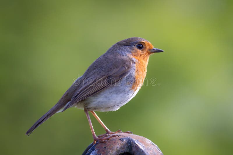 A Robin in Profile on a Metal Post Stock Photo - Image of bird, hiding ...