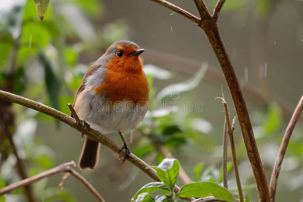 Robin in the rain stock photo. Image of robin, tree, wild - 94098846