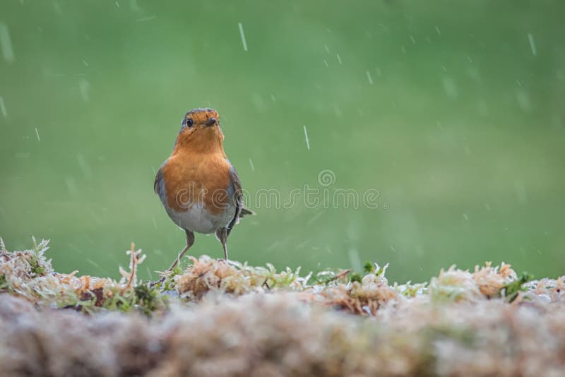 Robin in the rain stock image. Image of robin, european - 90647537