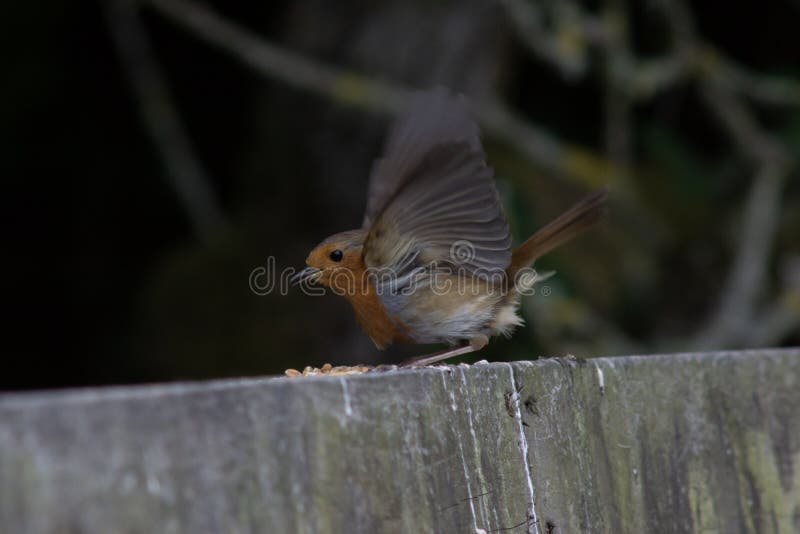 Robin ready for take off stock photo. Image of beak - 190104792