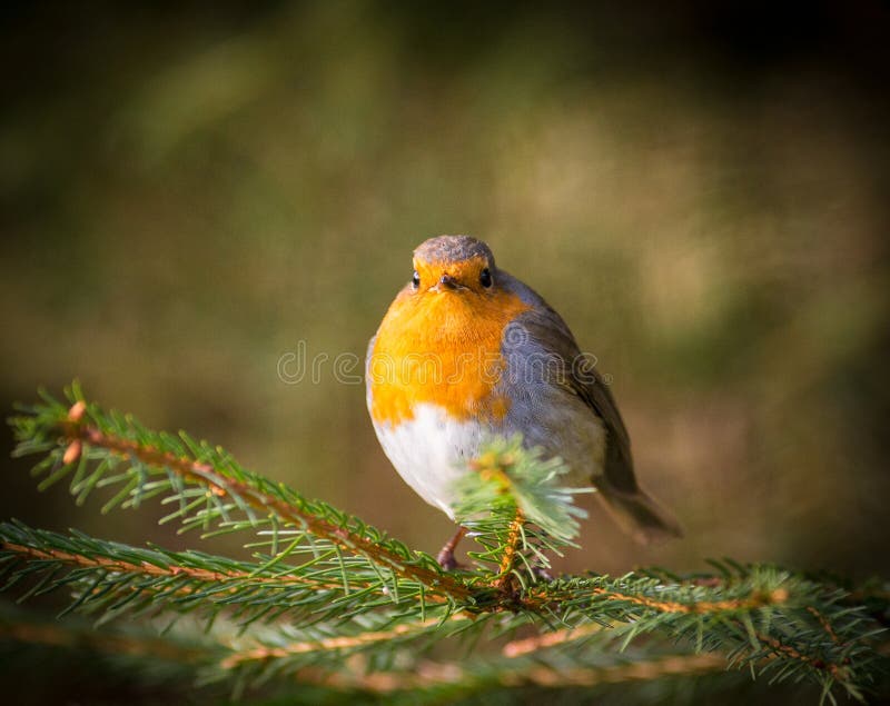 Rote Brust, Gartenvogel stockfoto. Bild von rotkehlchen - 161805156