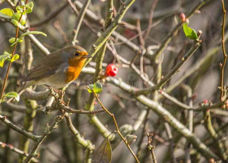 Robin Red Breast foto de archivo. Imagen de parque, hoja - 51089366