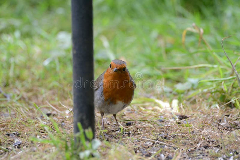 Robin red breast stock image. Image of garden, breast - 41908831