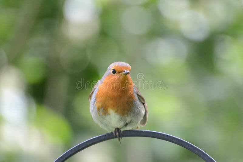 Robin red breast stock image. Image of feathers, closeup - 41908869