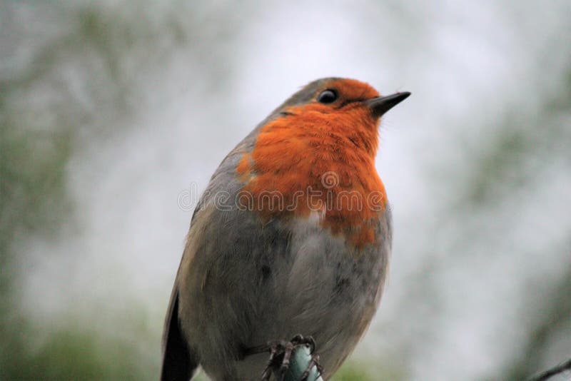 Robin Red-breast Bird Close Up Stock Photo - Image of chest, close ...
