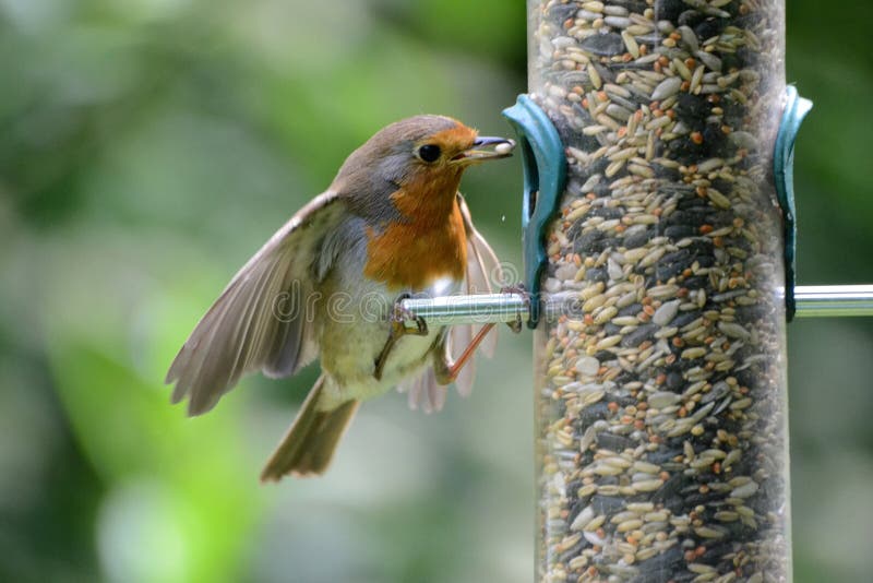 Robin Red Breast at Bird Feeder Stock Image - Image of beautiful, perch ...