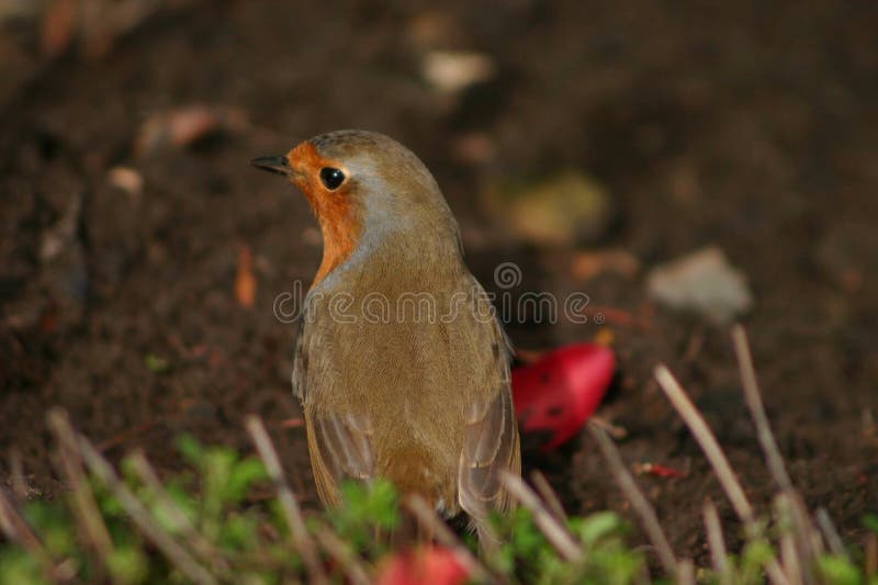 Robin stock photo. Image of robin, bird, breast, garden - 45697878