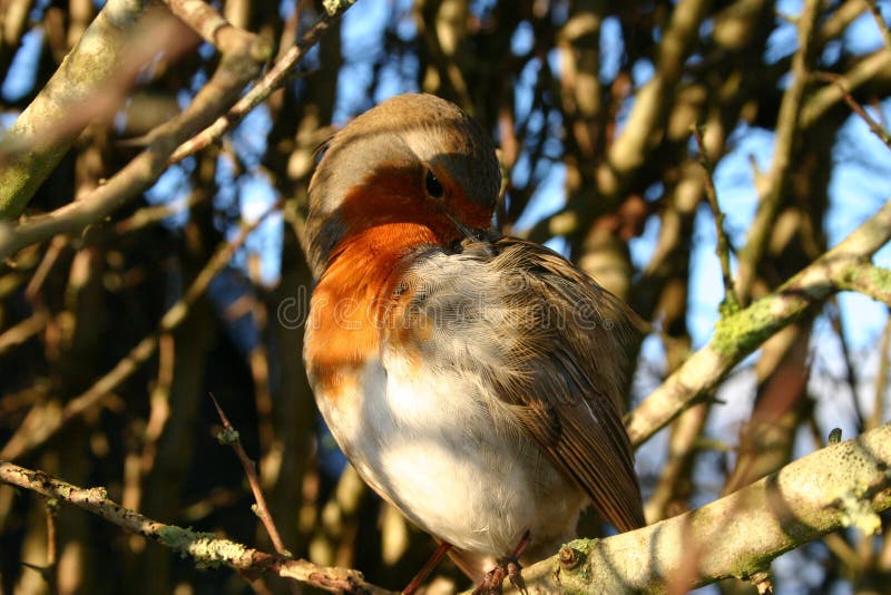 Robin stock photo. Image of robin, wash, breast, bird - 48634854