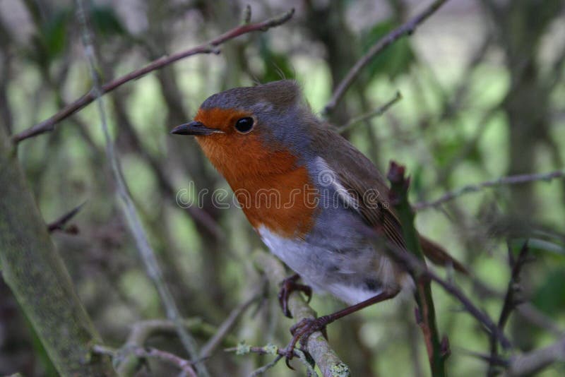 Robin stock image. Image of feathers, bird, bush, hedge - 48756611