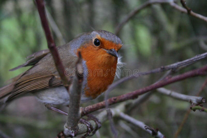 834 Blowing Feathers Photos - Free & Royalty-Free Stock Photos from ...